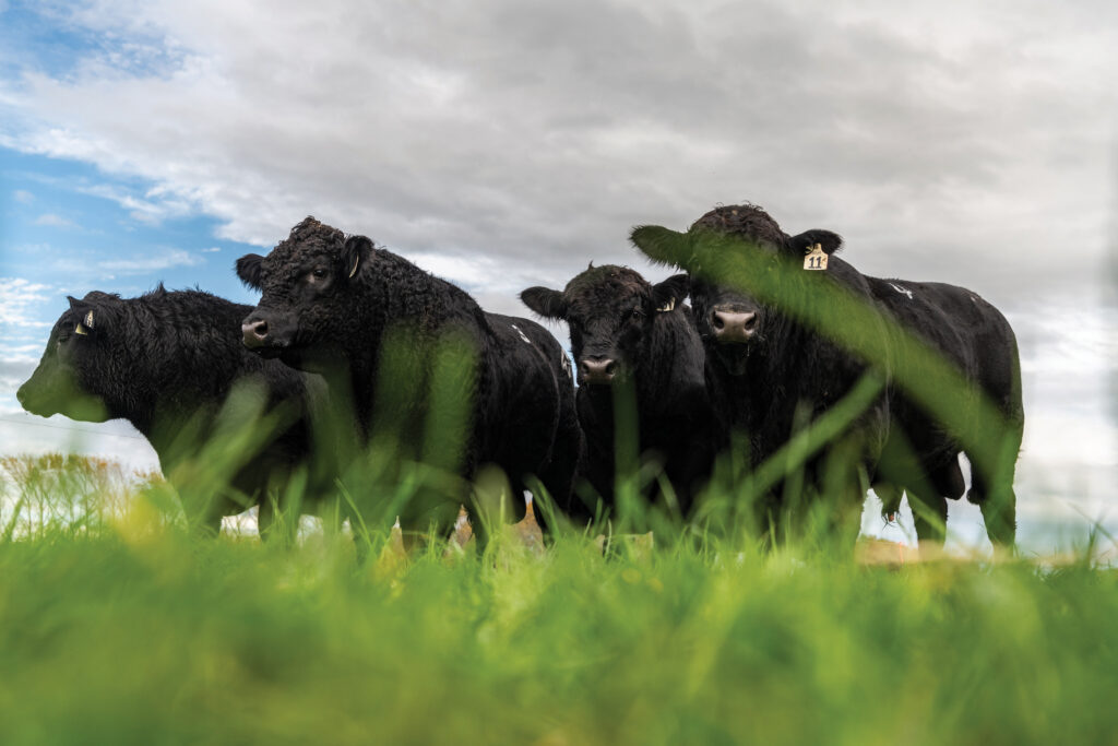 EBVs Explained – AngusNZ