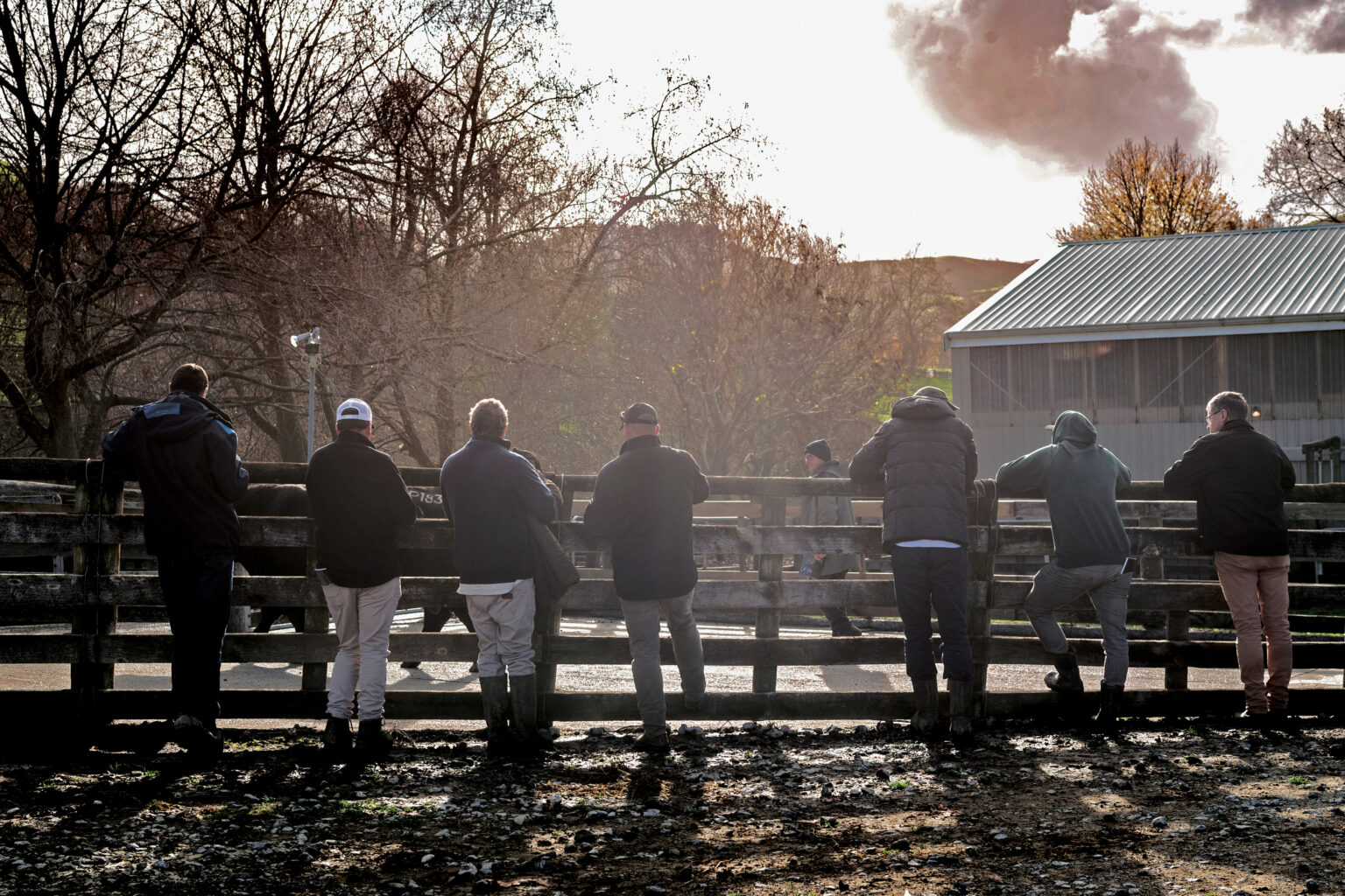 Sale Catalogues – AngusNZ