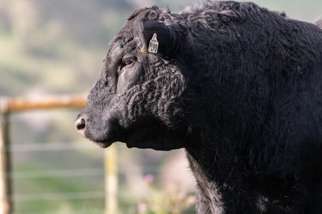 EBVs Explained – AngusNZ