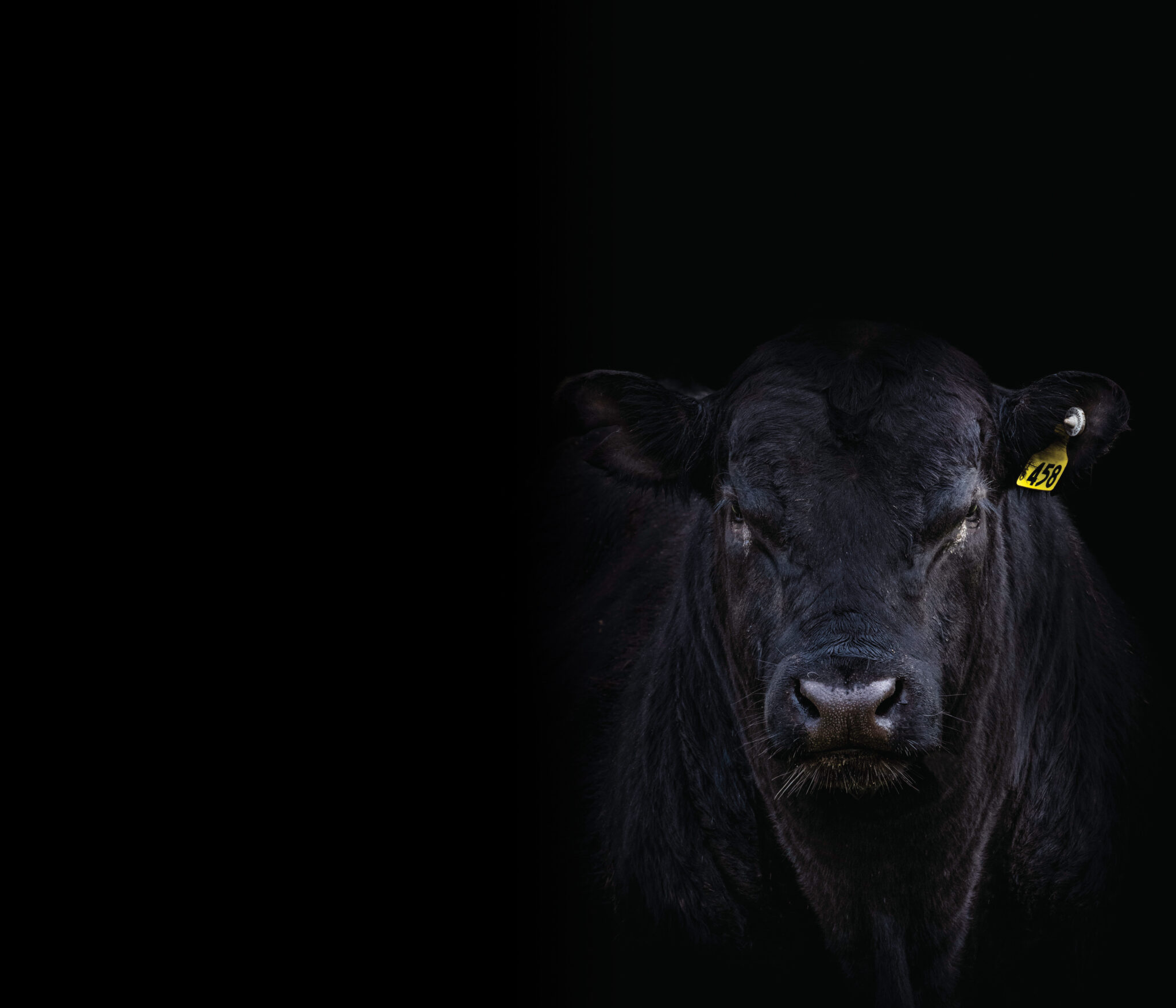 Onga Angus Bull Sale – AngusNZ