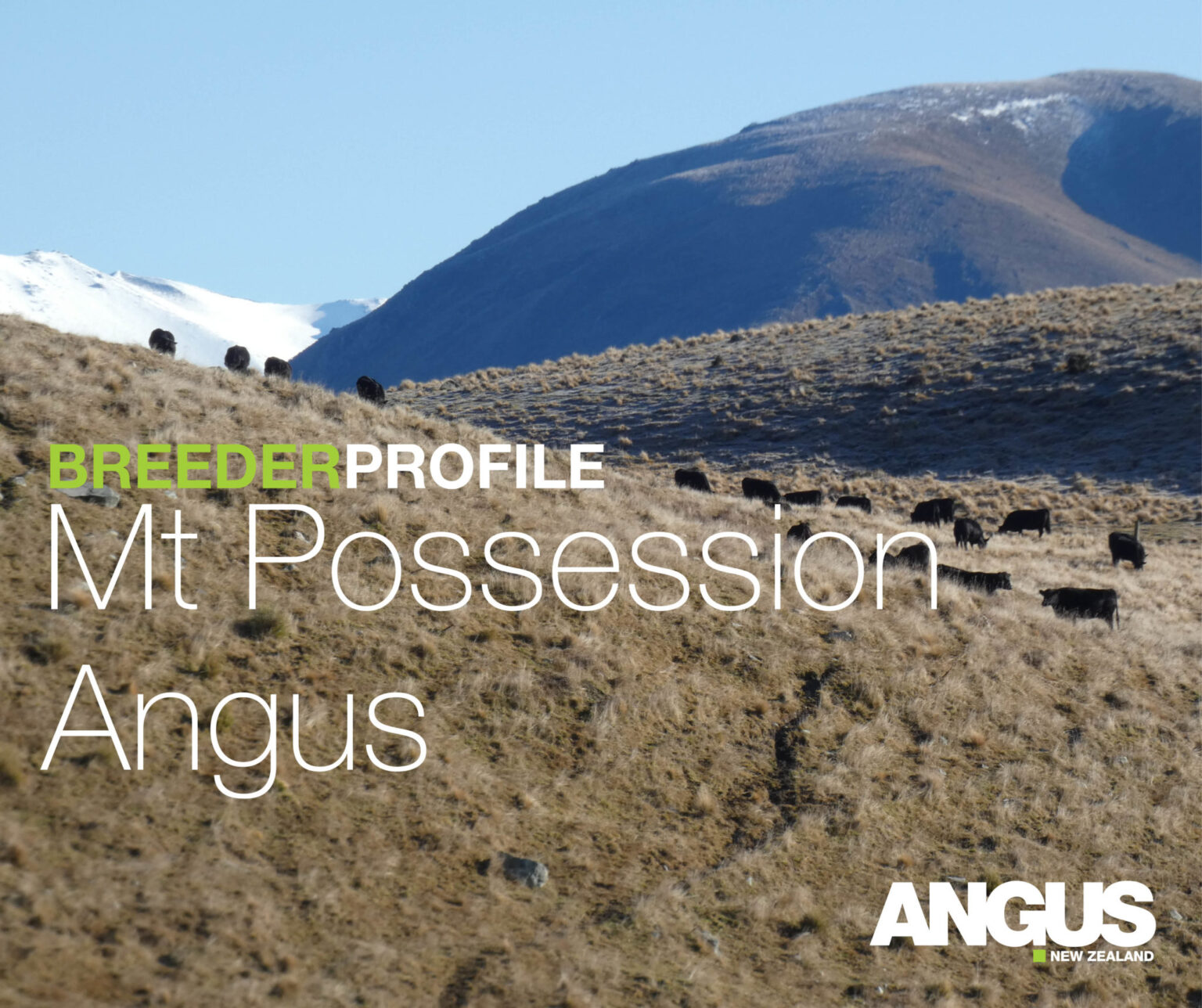 Breeder Profile: Ryan & Sarah Hussey – AngusNZ