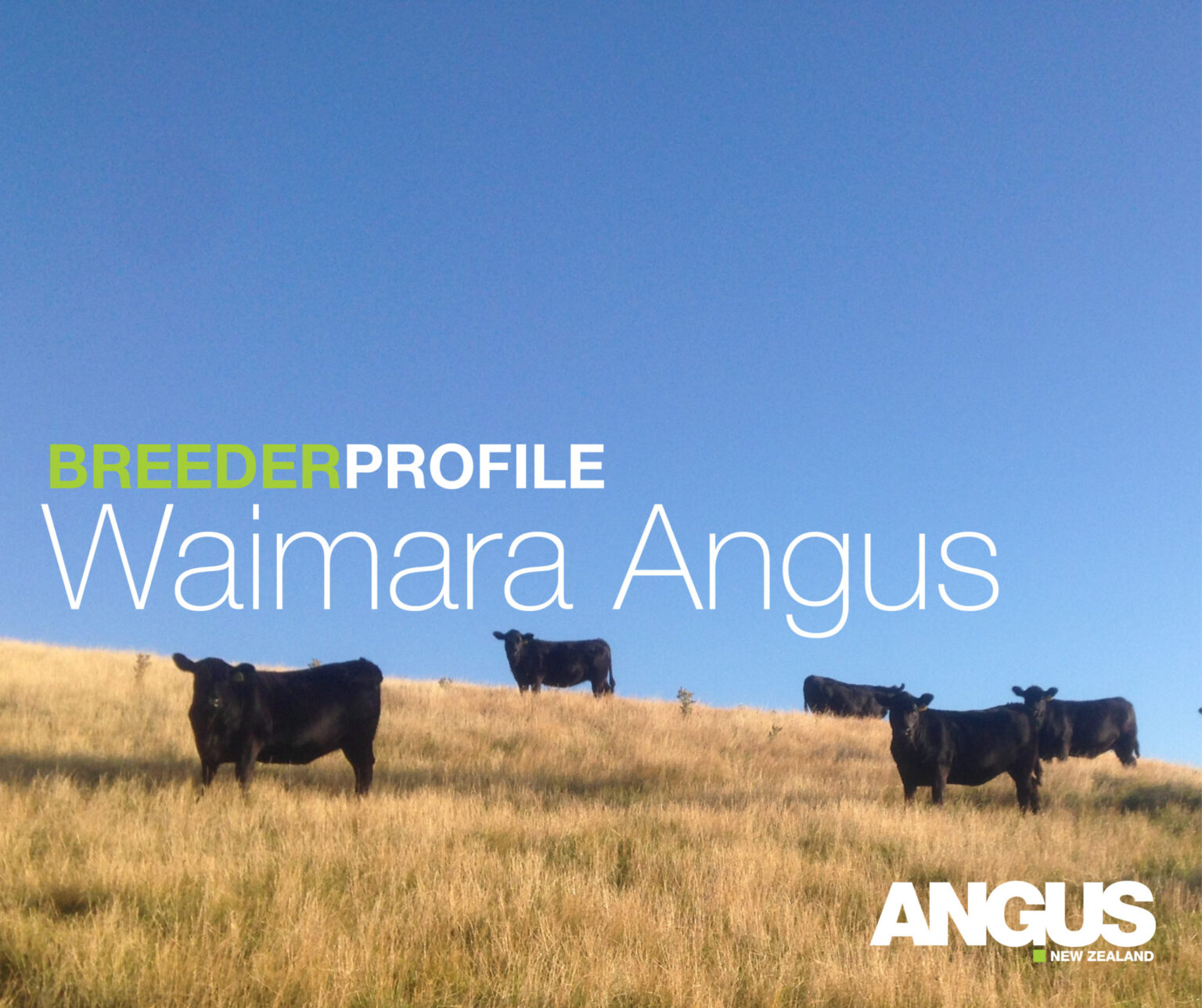 Breeder Profiles – AngusNZ