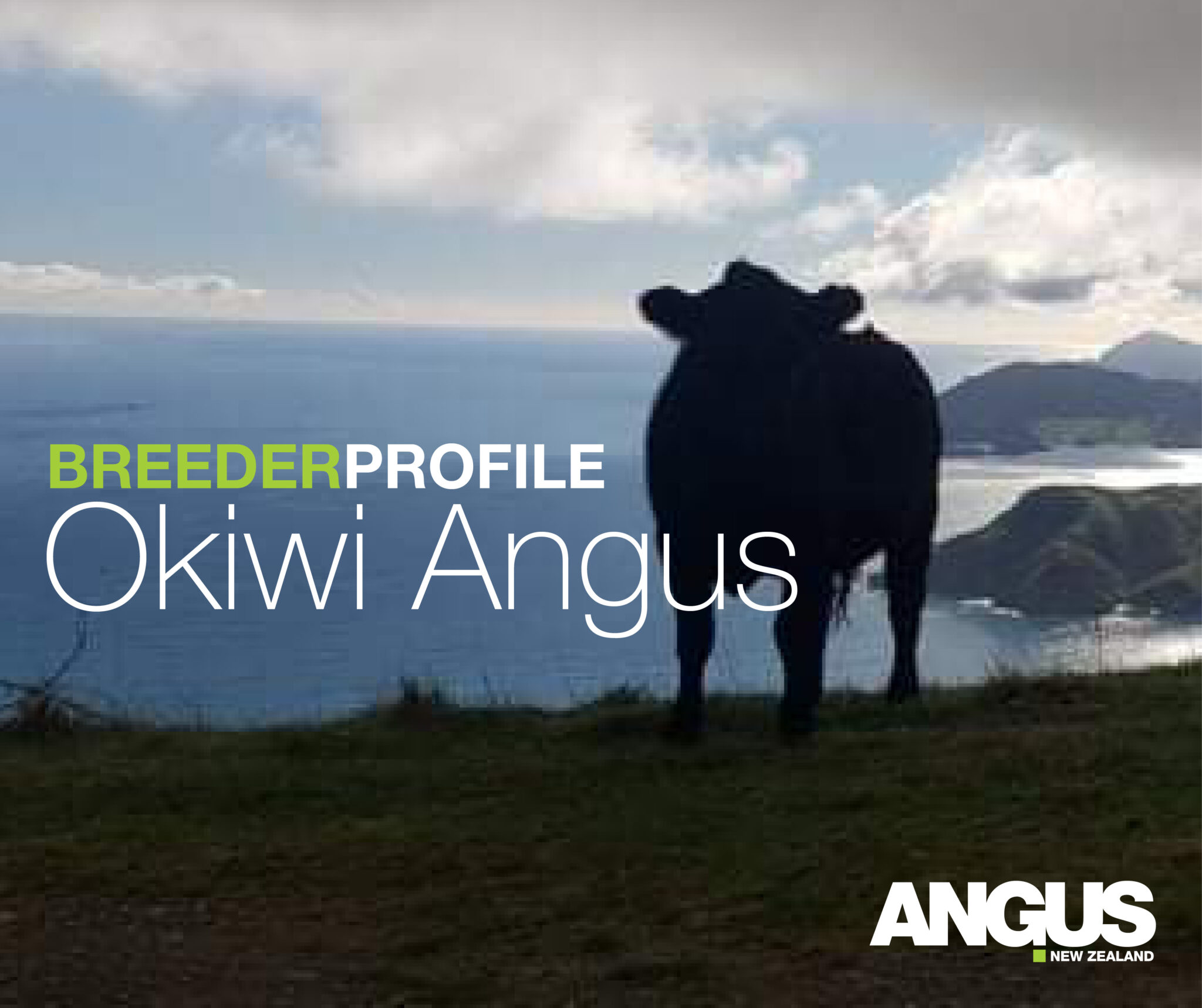 Breeder Profile: George MacPherson – AngusNZ
