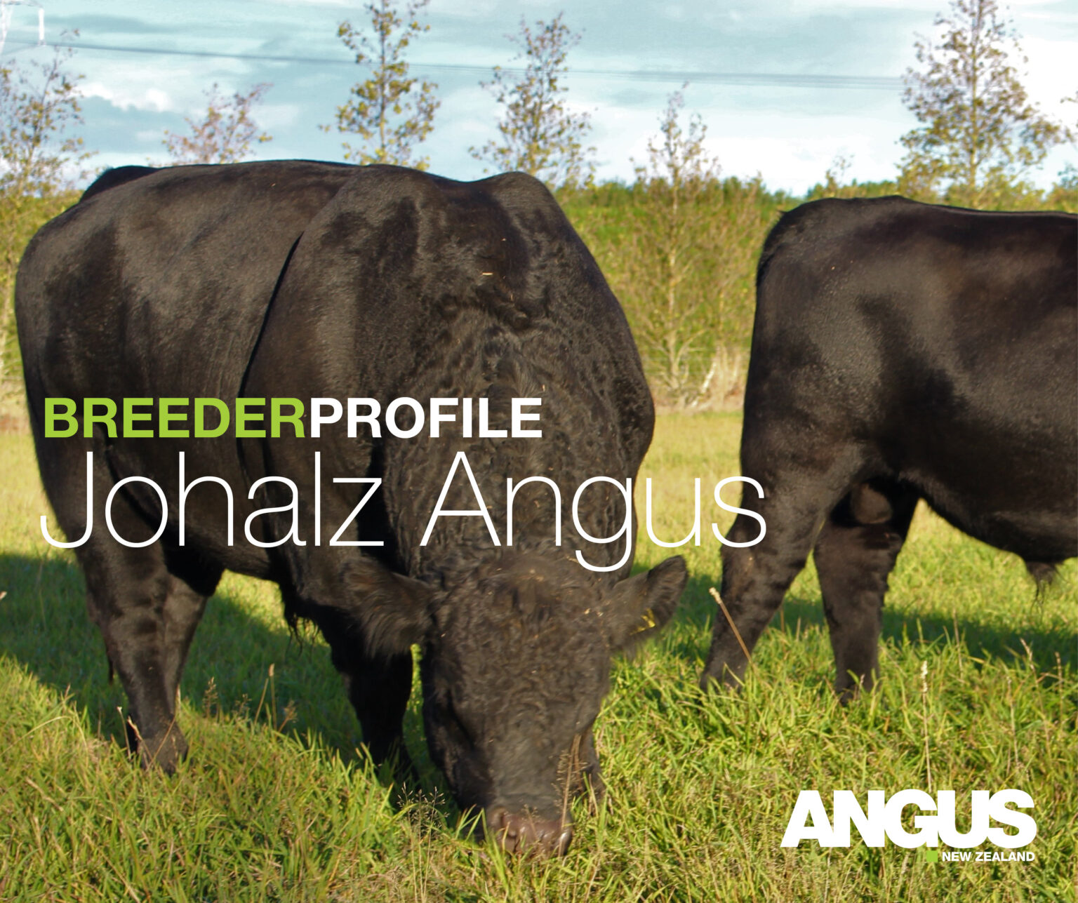Breeder Profiles – AngusNZ