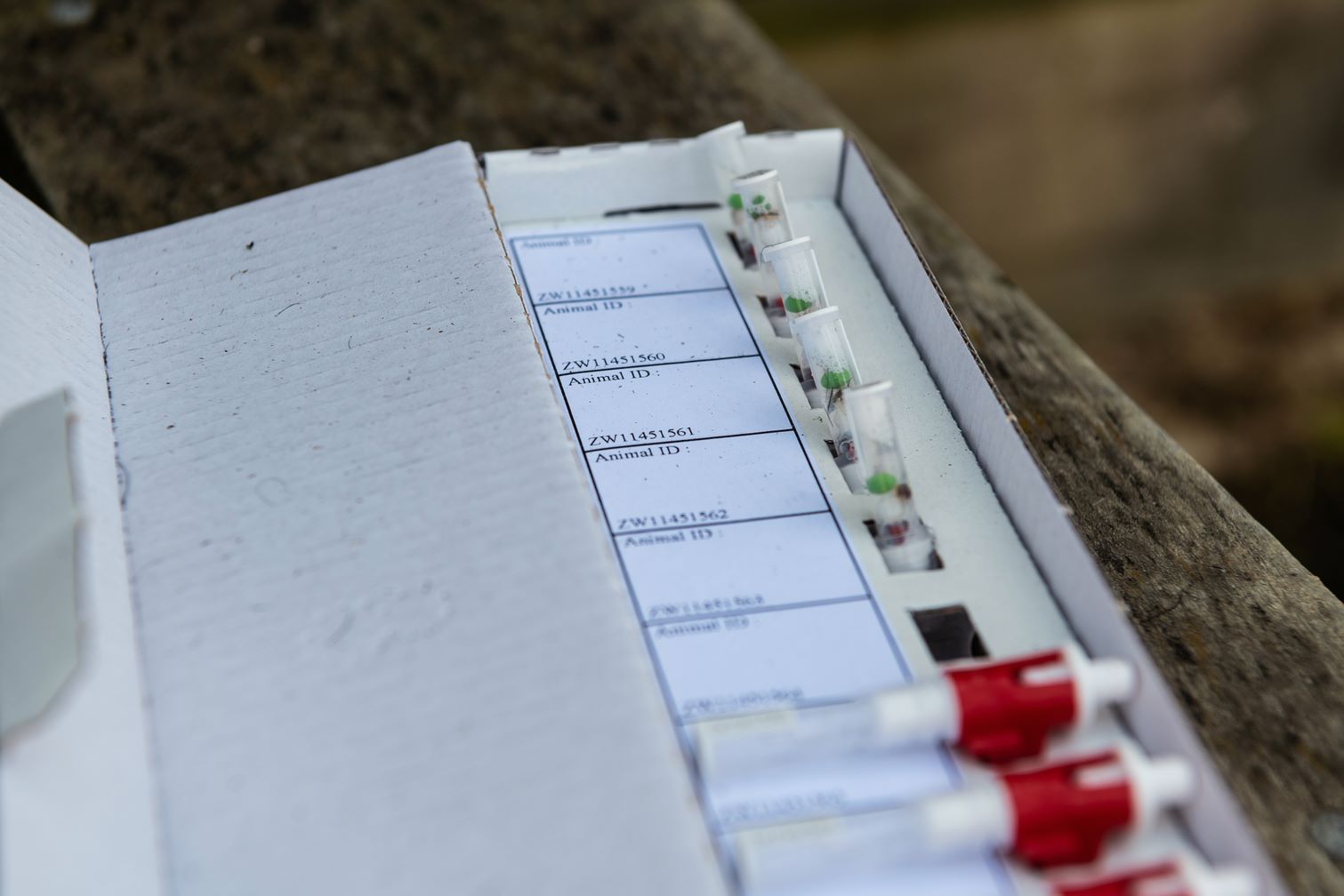 Quick and easy DNA Sampling – AngusNZ