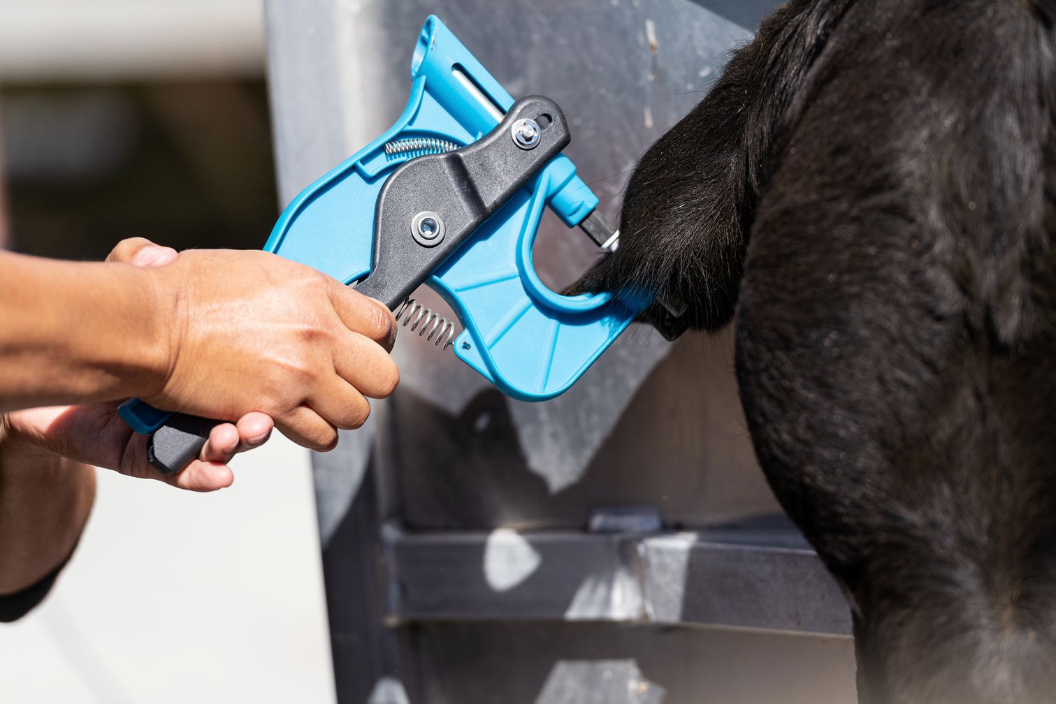 Quick and easy DNA Sampling – AngusNZ