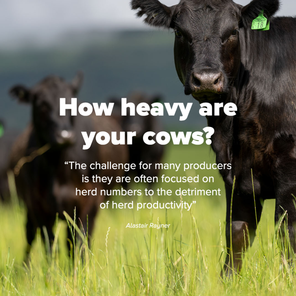 How heavy are your cows? – AngusNZ