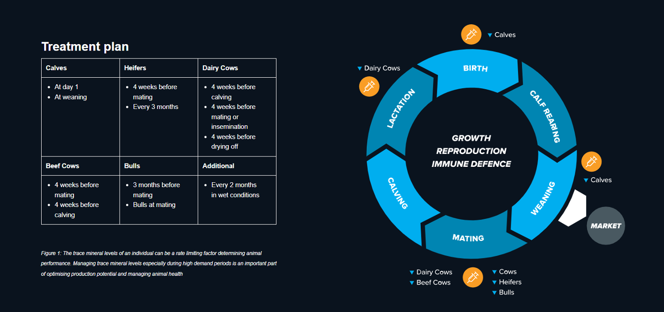 New Zealand’s Vitamin B12 Deficiency – AngusNZ