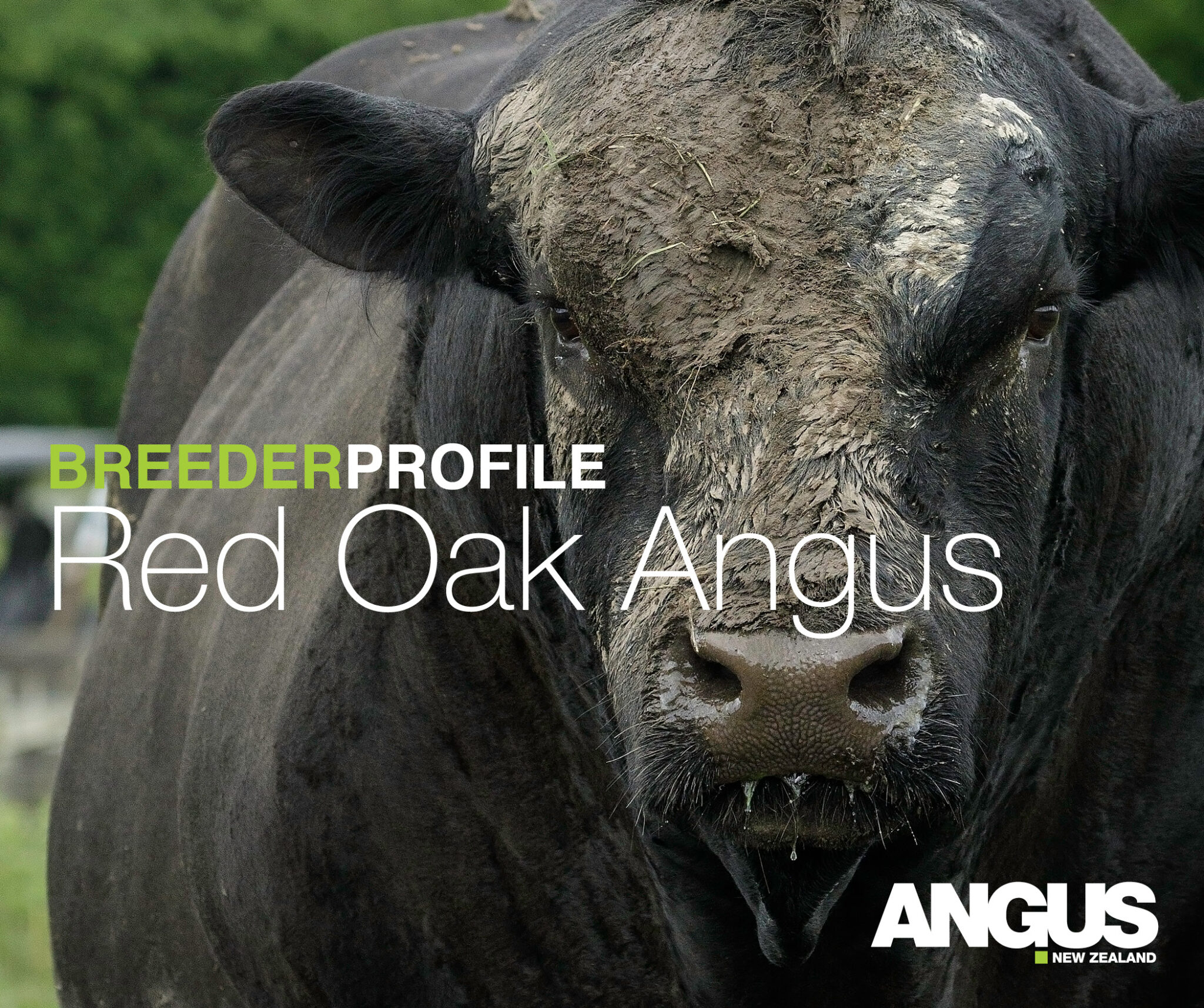 Breeder Profiles – AngusNZ