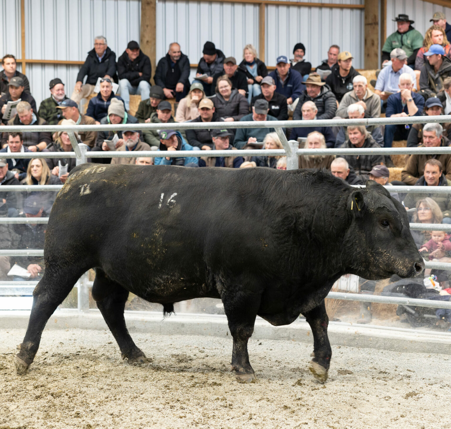 AngusNZ bull sales are hot, hot, hot! – AngusNZ